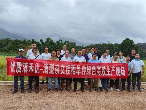 我校滇型杂交粳稻绿色高效山地旱种技术实施获得显著成效 云南农业大学 新闻网
