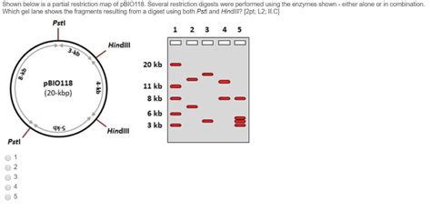 Solved Shown Below Is A Partial Restriction Map Of Pbio118