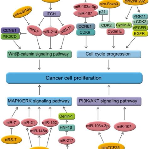 Pdf Circular Rnas Regulators Of Cancer Related Signaling Pathways And Potential Diagnostic