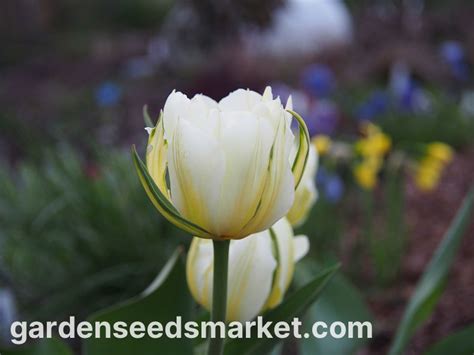 Tulipa Exotic Emperor Tulip Exotic Emperor 5 Bulbs Garden Seeds