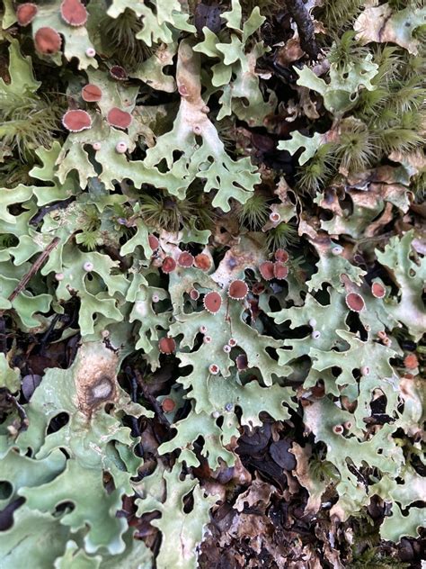 Pseudocyphellaria Homoeophylla From Selwyn District Canterbury New Zealand On August 23 2023