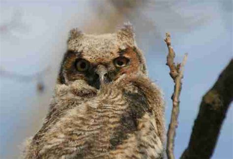 Mississippi River Bird Watching Birding In Vicksburg At Tara Wildlife