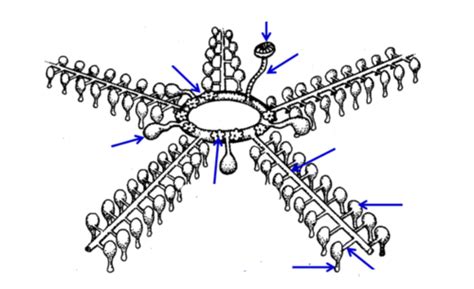 11 Echinoderms Importance Flashcards Quizlet