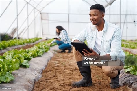온실 농업 및 흑인이 농장에서 태블릿을 타고 성장과 수확을 모니터링합니다 지속 가능성 신생 농민 및 채소밭 보육원 또는 온실에서 기술 농업에 대한 남성 농업에 대한 스톡
