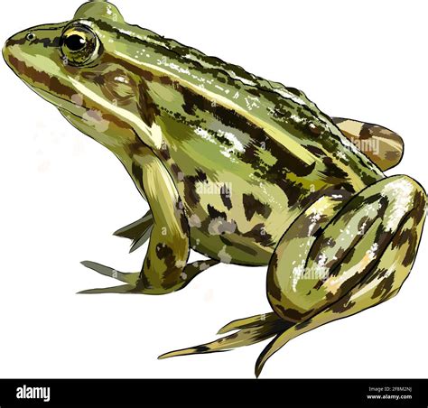 Realistic Frog Drawing Page 2 Realistic Frog Drawings Vectors