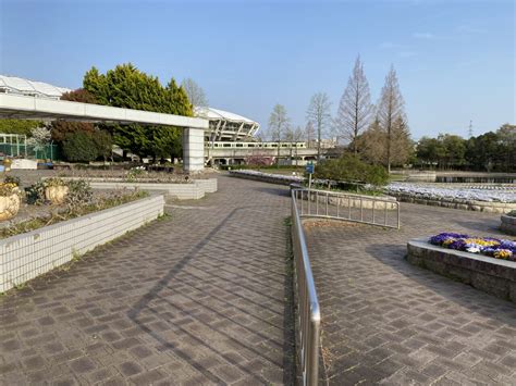 【泉区七北田】七北田公園の『ゆづ桜』の様子。（2024年4月14日時点） 仙台つーしん
