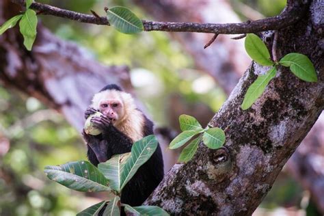 Premium Photo Portrait Of Monkey Eating Fruit While Sitting On Tree In Forest