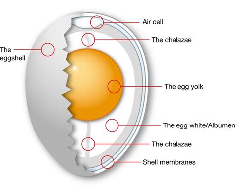 Structure Of The Egg
