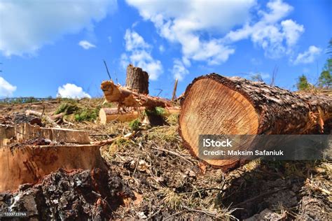 Deforestation Forest And Illegal Logging Cutting Trees Stacks Of Cut