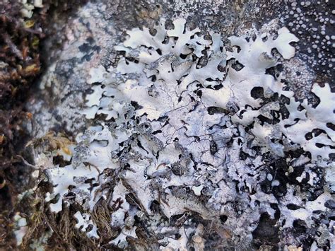 Consortium Of Lichen Herbaria Image Details 1670661