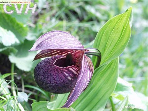 西藏杓兰Cypripedium tibeticum King ex Rolfe 植物图片库 植物通