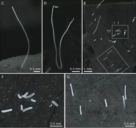 Scientists Discover Worlds Largest Bacterium