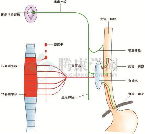 【内脏与疼痛】食管的支配神经 纤维 运动 感觉