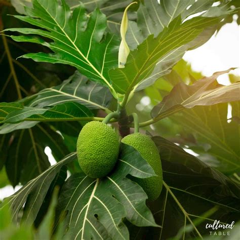 How To Cook Breadfruit Boiled Roasted Fried Cultured Table