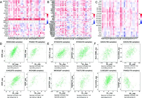 the relativity between kl expression and immune regulator a