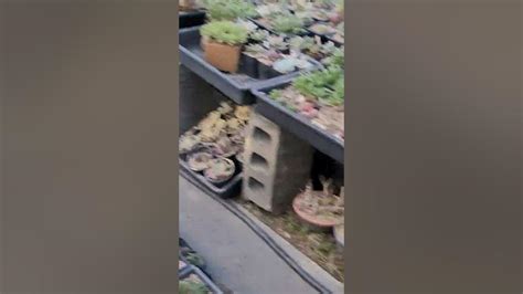 겨울에 다육이 관리방법 Youtube