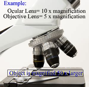 1 32 How To Use A Microscope Scimagine