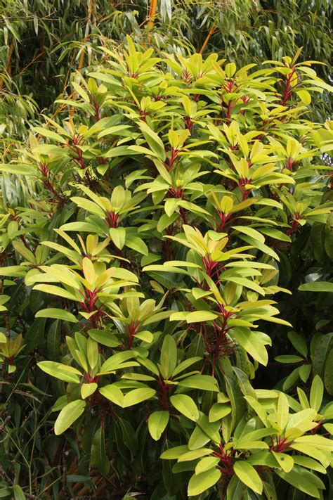 Daphniphyllum Macropodum Pan Global Plants