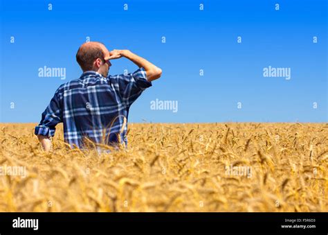 Farmer In Field Checking His Wheat Fields Stock Photo Alamy