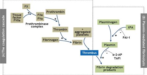 Fibrinogen Cascade