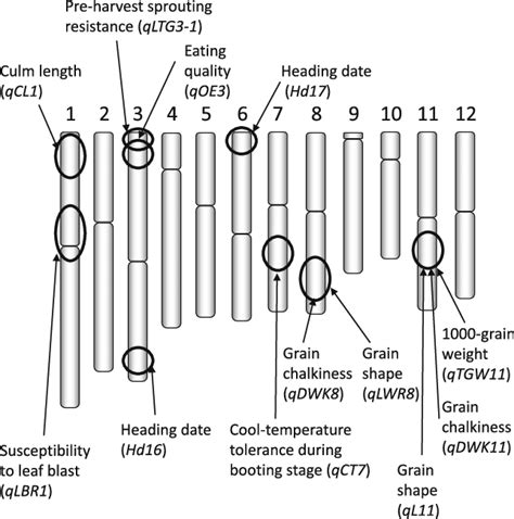 Positions Of Quantitative Trait Loci Qtls Associated With Agronomic Download Scientific
