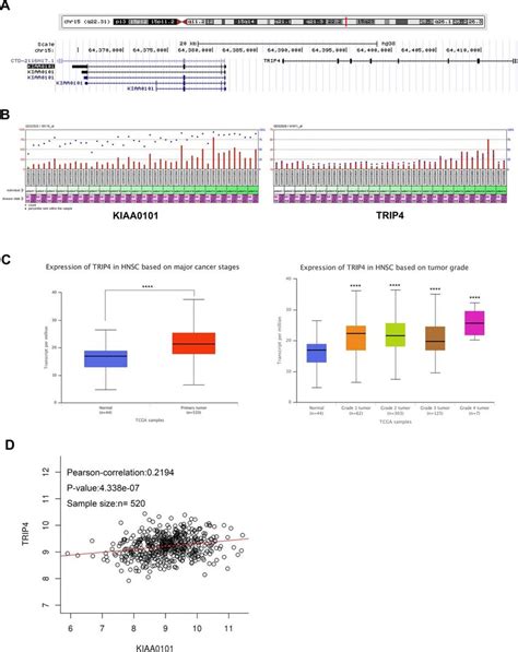 Neighboring Gene Trip4 Shows Correlated Co Expression Pattern With