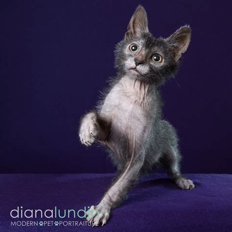 Werewolf Cat