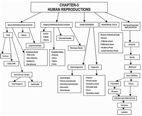 Class 12th Biology Chapter 2 Sexual Reproduction In Flowering Plants Ncert Quick Revision Notes