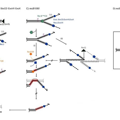 Dna End Resection Pathways In E Coli In Wt Bacteria A Recbcd Enzyme Download Scientific