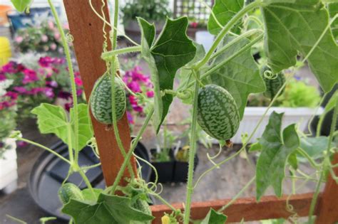 3 Under Rated Fruit And Vegetables To Grow Groves Nurseries And Garden