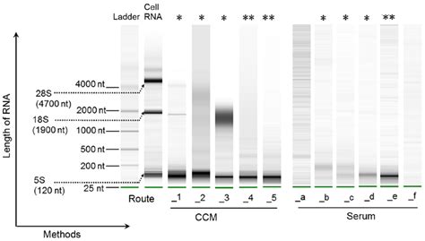 Bioanalyzer Analysis Of Total Exosomal Rna Exorna By Agilent Rna Pico Download Scientific