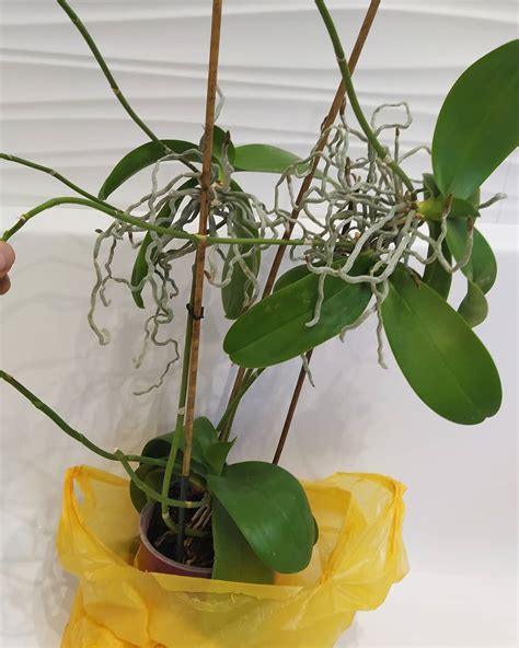 Орхидея Камбрия описание уход в домашних условиях виды