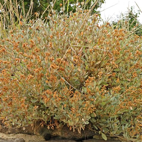 Cenizo Blanco Halimione Portulacoides