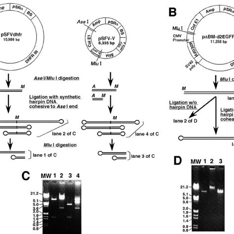 The Palindrome Sequence That Corresponds To The Original Hairpin End Or Download Scientific
