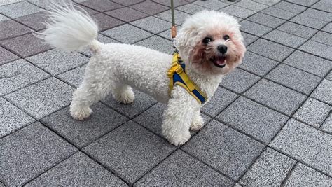 비숑프리제 아콩 미니푸들무료분양 미니먼치킨무료분양 미니랙돌무료분양 미니브리티쉬숏헤어무료분양 미니스코티쉬폴드무료분양 미니러시안블루무료분양 미니강아지무료분양 미니고양이무료분양