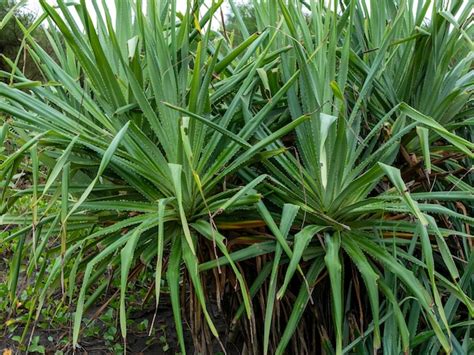 인도네시아 Parangtritis Beach Yogyakarta의 수공예품을 위한 향기로운 Screwpine 식물 Pandanus Odorifer 프리미엄 사진