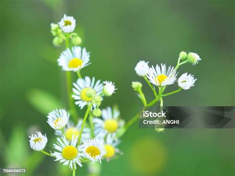부드러운 꽃 데이지 아스펜 또는 정원 벼룩 에리게론 알피누스 스페이오서스 꽃 녹색 배경 개망초속에 대한 스톡 사진 및 기타 이미지 Istock