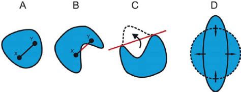 A A Convex Curve The Line Segment Connecting Any Two Arbitrary Download Scientific Diagram