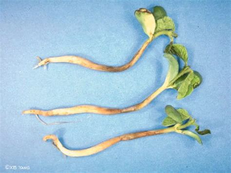 Damping Off Of Vegetables Ppt