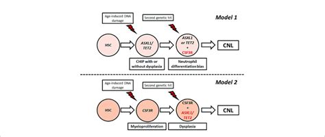 Proposed Models Of Clonal Evolution In Chronic Neutrophilic Leukemia
