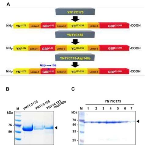 Construction Expression And Purification Of The Reporter Proteins A Download Scientific