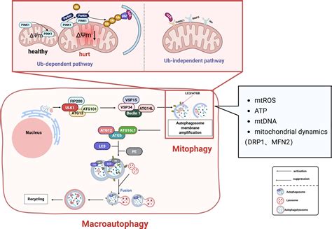 Frontiers Mitochondria A Key Regulator Of Programmed Cell Death In Op