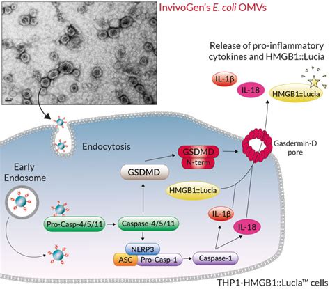 E Coli Omv Casp 11 45 Inflammasome Invivogen