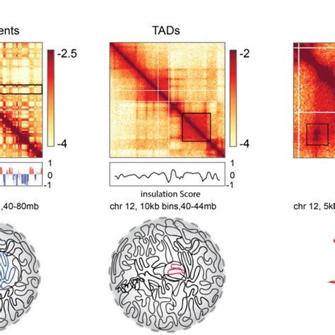 An Illustration Of The Step In Hi C Protocol Download Scientific Diagram