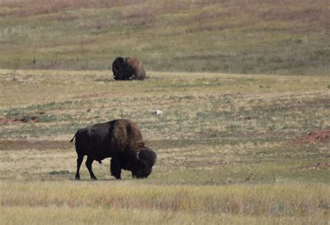 Wildlife Loop Road Custer State Park Custer South Dakota Footpaths