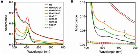 Absorption Spectra Of Myoglobin Mb Alone Dna Alone And