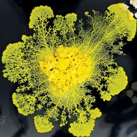 Examples Of Slime Molds At Gretchen Shaw Blog