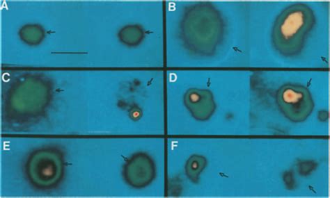 Domain Formation In Vesicles Formed With Egg Pc Vesicles Were Formed