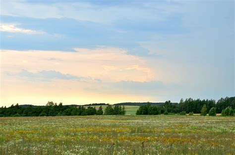 천둥과 비 전에 분홍색 하늘과 숲 풍경과 일몰을 배경으로 흰색과 노란색 데이지와 필드의 보기 숲 나무와 녹색 자연의 아름다운 배경 공중 뷰에 대한 스톡 사진 및 기타 이미지