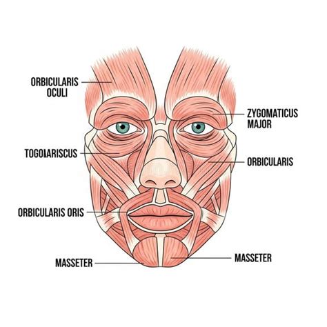 The Eyes Zygomaticus Major Near The Cheekbones And Orbicularis Stock